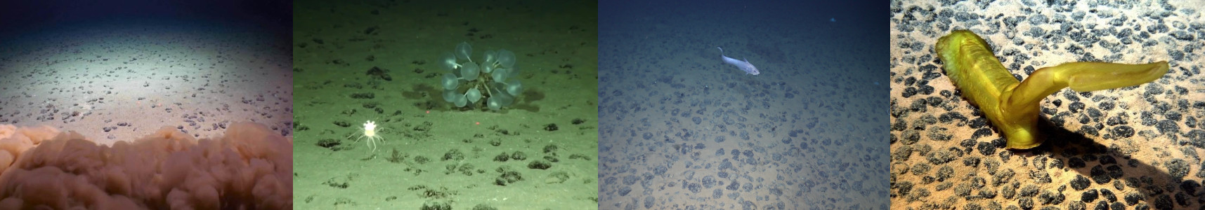 Deep-Sea Mining of Polymetallic Nodules: Environmental Baselines and ...