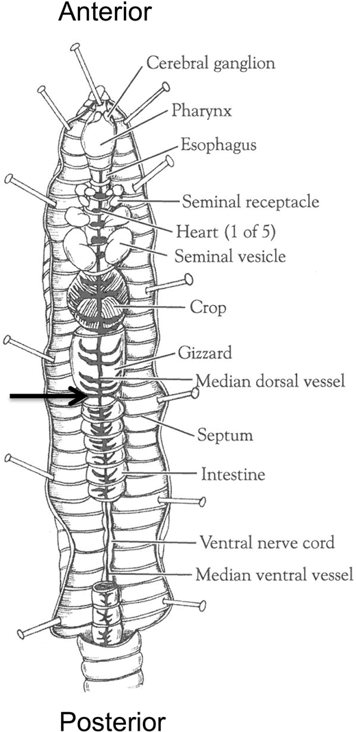 Exploring the Methods of Science Using Nightcrawler Decomposition | The ...
