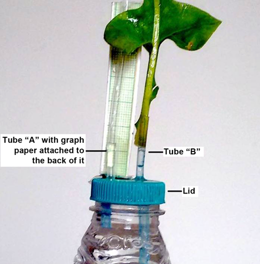 Measuring Transpiration with a Simple Low-Cost, Single-Leaf Potometer ...