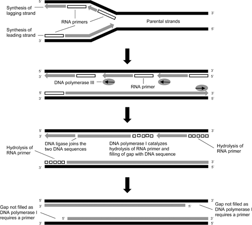 An Instant Update on Telomeres and Telomerase | The American Biology ...