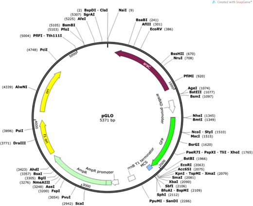 Transformation of Escherichia coli with the pGLO Plasmid: Going beyond ...