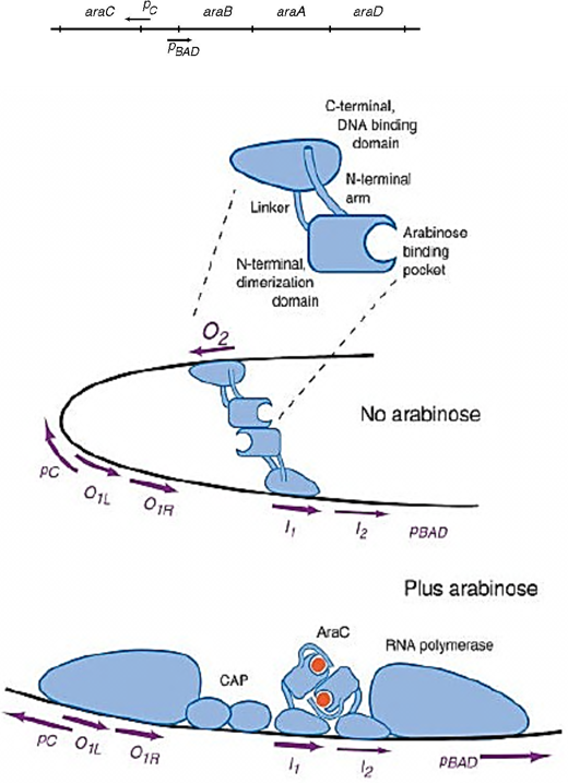 Transformation of Escherichia coli with the pGLO Plasmid: Going beyond ...
