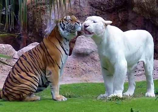 How the Tiger Changed Its Stripes | The American Biology Teacher ...