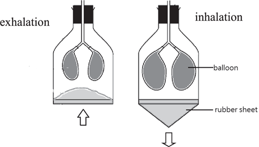An Improved Physical Lung Model for Teaching Lung Ventilation | The ...