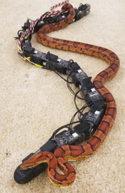 Biomimicry outside the Classroom | The American Biology Teacher ...