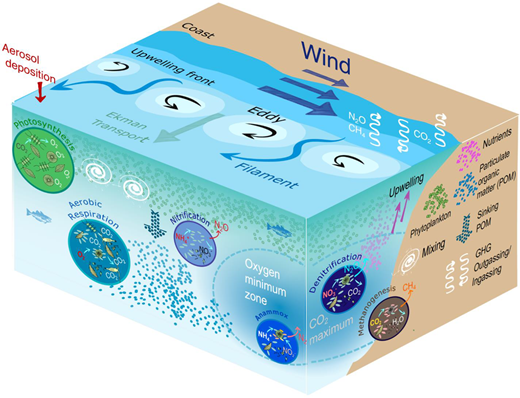 Biogeochemistry of greenhouse gases in coastal upwelling systems ...