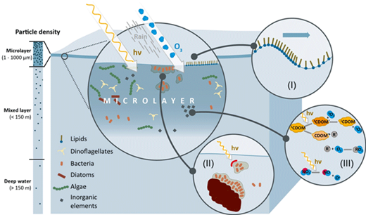 Sea surface microlayer in a changing ocean – A perspective | Elementa ...