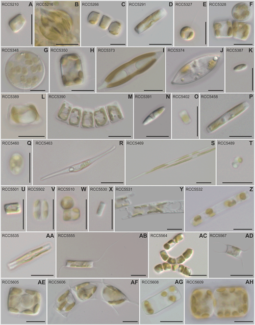 Culturable diversity of Arctic phytoplankton during pack ice melting ...